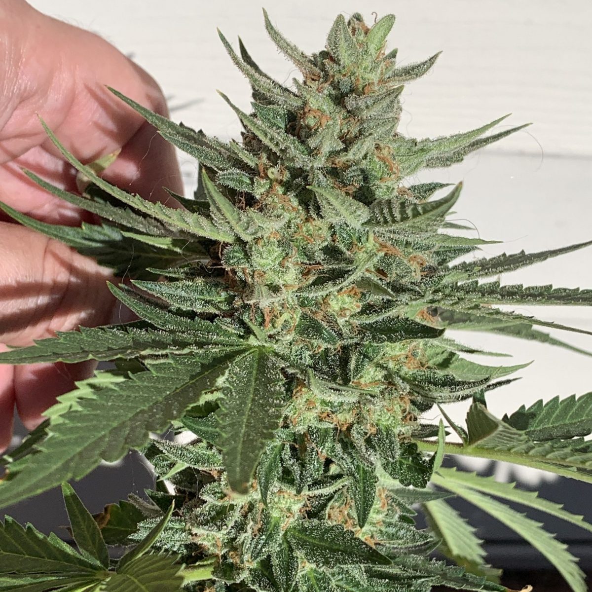 Grape Gorilla Poison – growbif.com